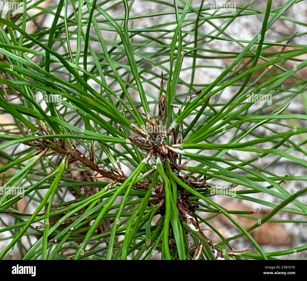sand pine (Pinus clausa) Plantae Stock Photo - Alamy