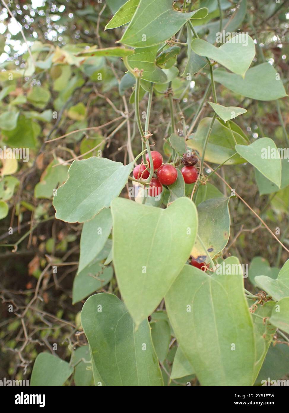 Larger Smilax (Smilax excelsa) Plantae Stock Photo - Alamy