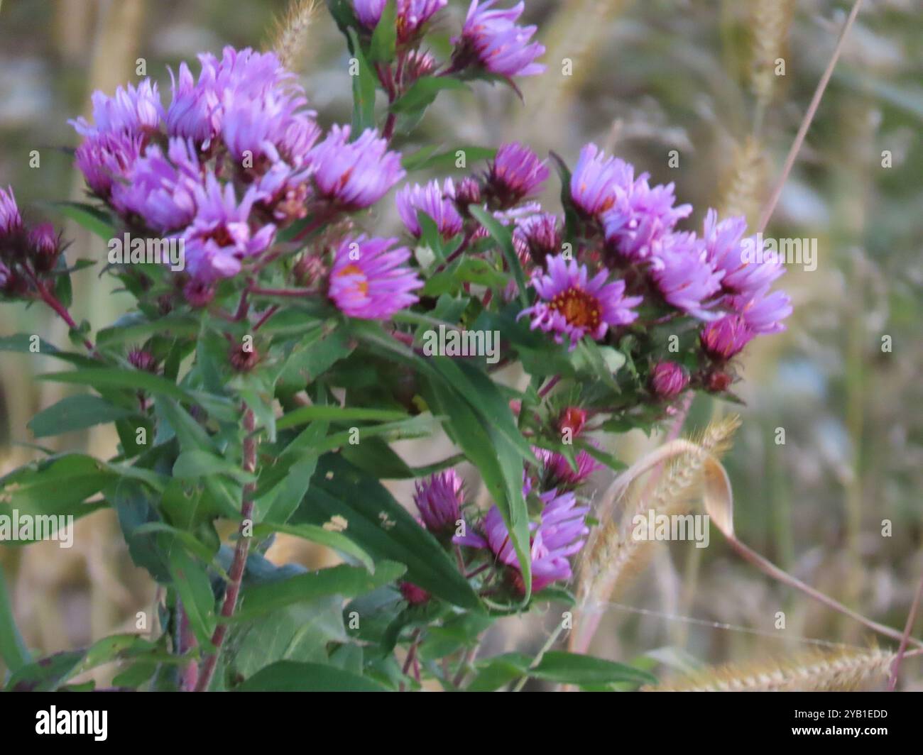 New England aster (Symphyotrichum novae-angliae) Plantae Stock Photo ...
