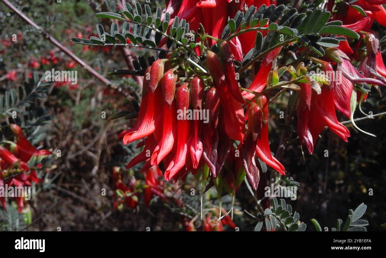 cancer bush (Lessertia frutescens) Plantae Stock Photo - Alamy