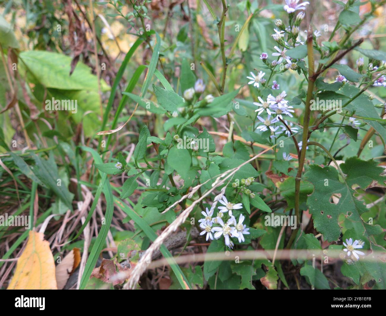 Common Blue Wood Aster (Symphyotrichum cordifolium) Plantae Stock Photo ...