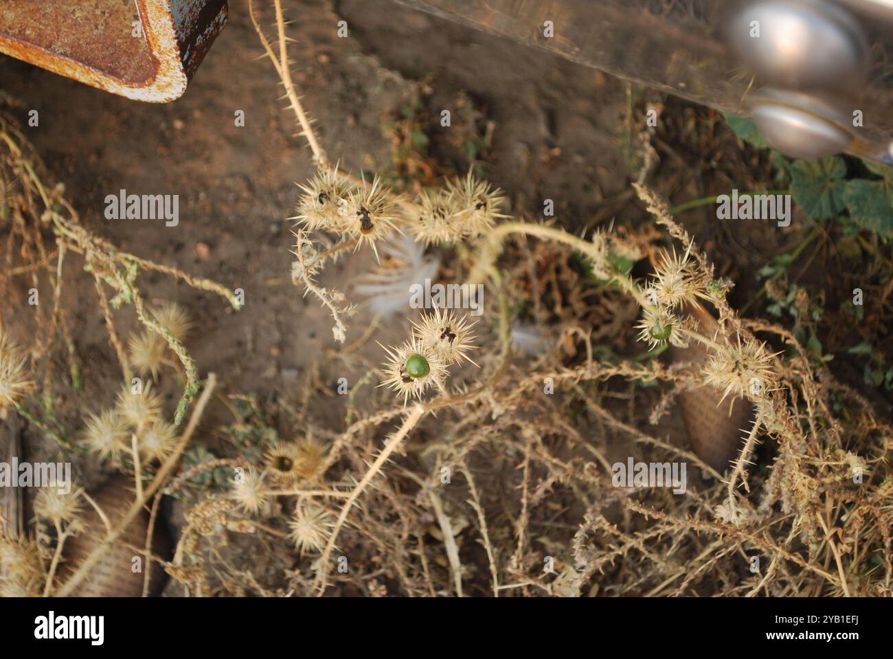buffalo-bur (Solanum rostratum) Plantae Stock Photo - Alamy