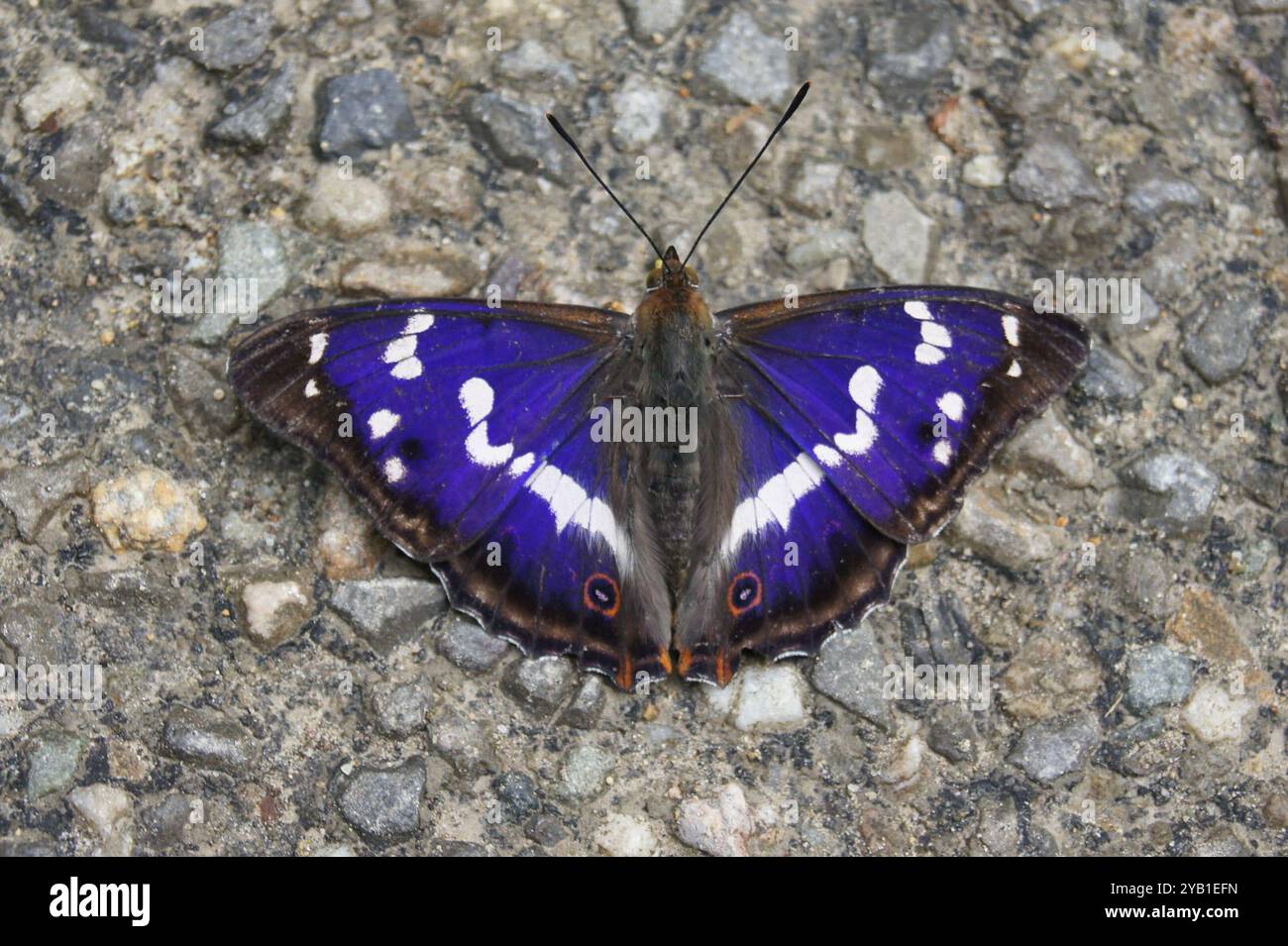 Purple Emperor (Apatura iris) Insecta Stock Photo - Alamy