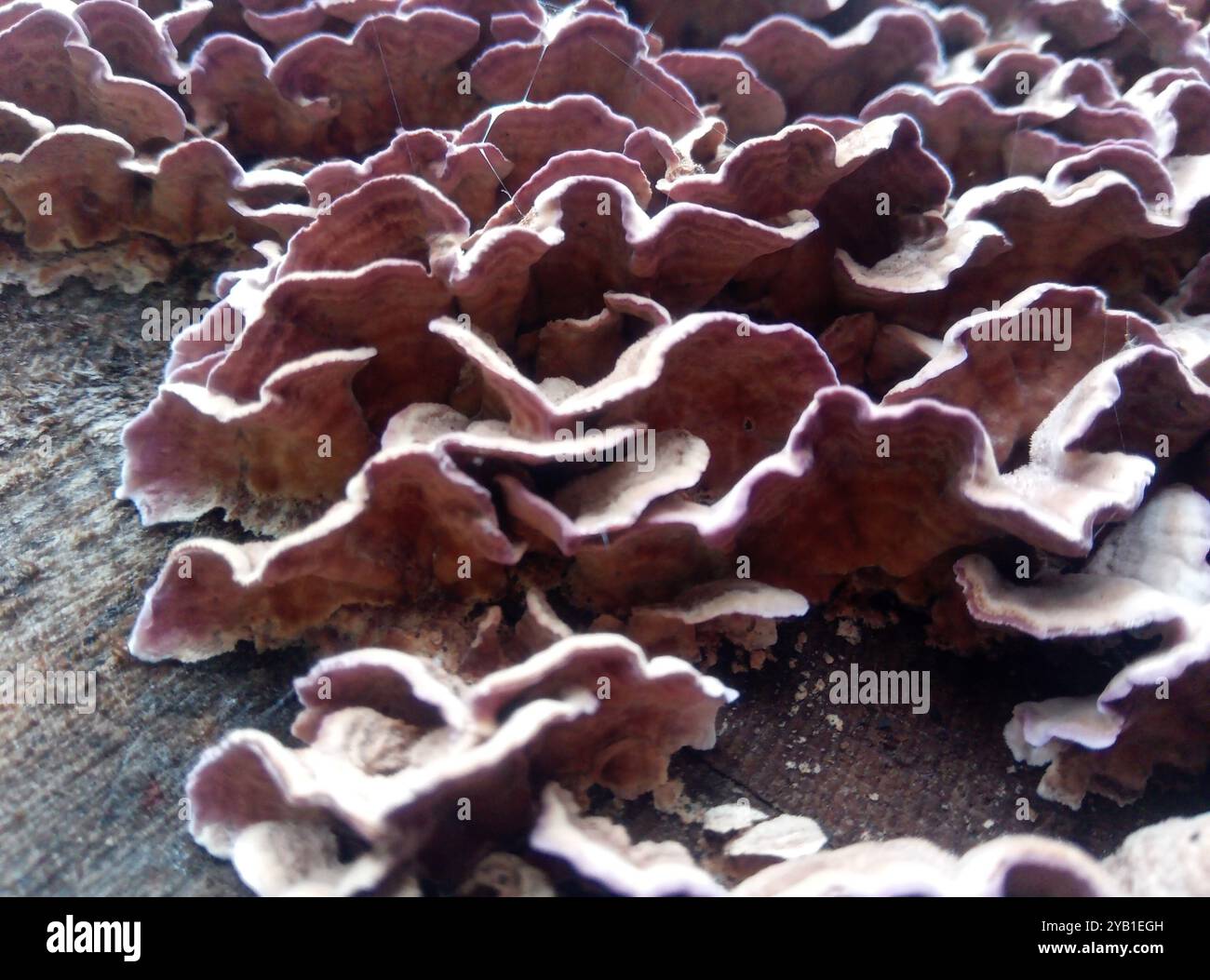 Silverleaf Fungus (Chondrostereum purpureum) Fungi Stock Photo - Alamy