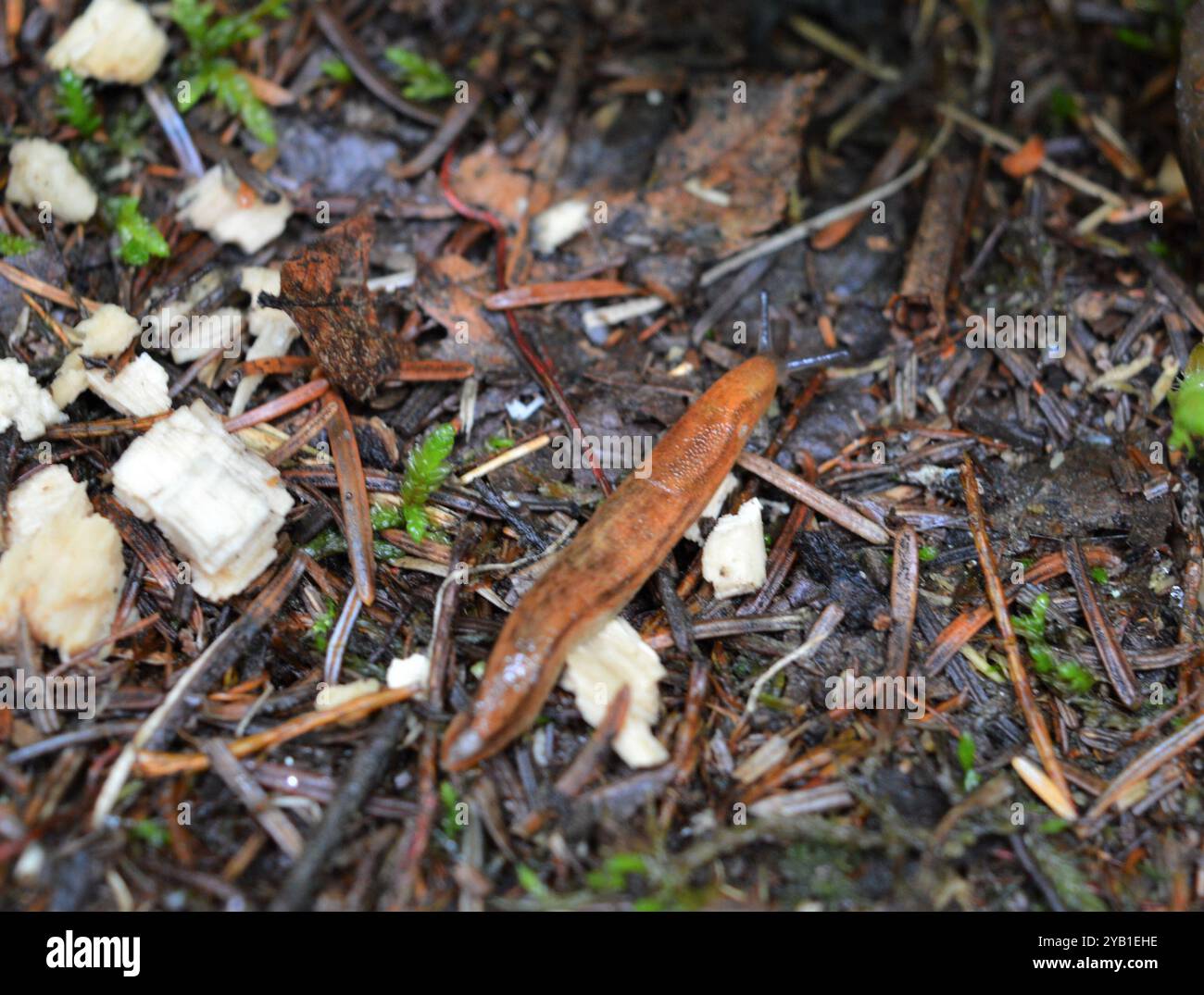 Dusky Slugs (Mesarion) Mollusca Stock Photo - Alamy