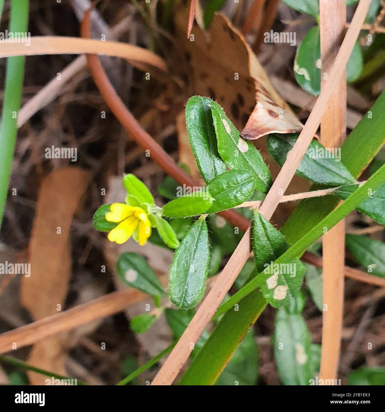 Rough Guinea Flower (Hibbertia aspera) Plantae Stock Photo - Alamy