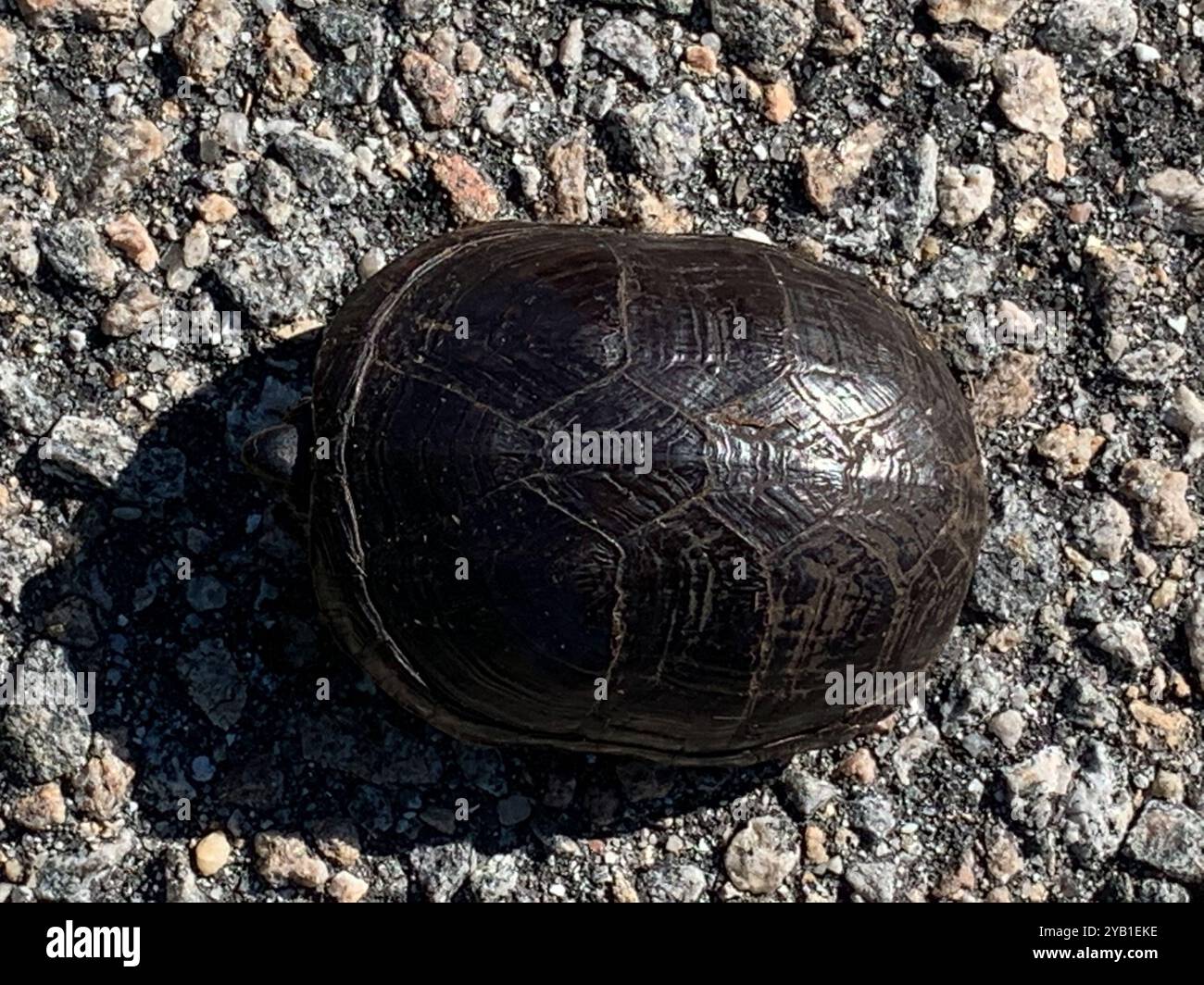 Southeastern Mud Turtle (Kinosternon subrubrum subrubrum) Reptilia ...