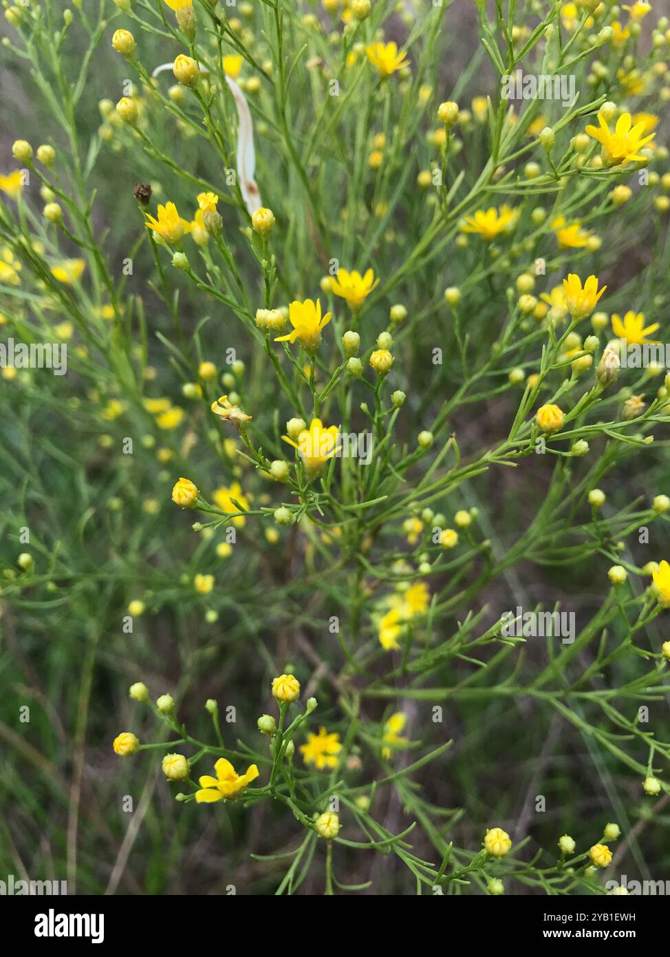 prairie broomweed (Amphiachyris dracunculoides) Plantae Stock Photo - Alamy