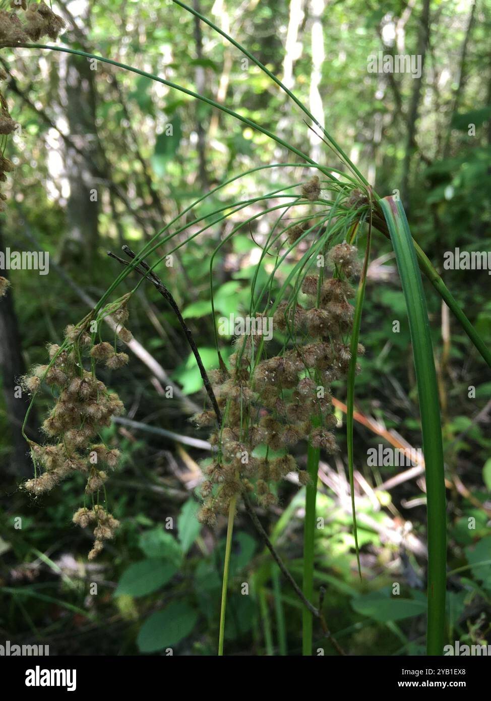 woolgrass (Scirpus cyperinus) Plantae Stock Photo - Alamy