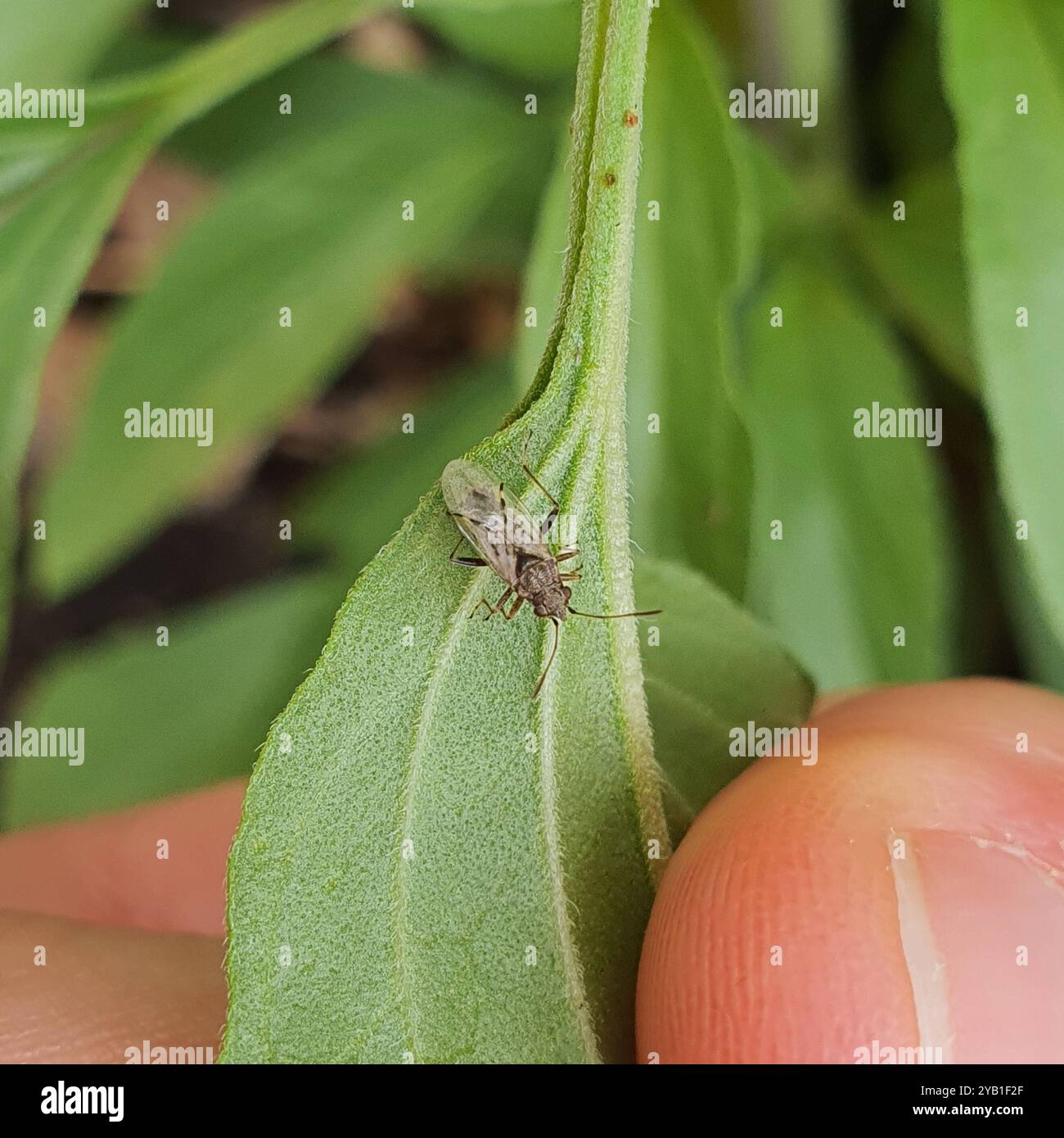 False chinch bugs (Nysius) Insecta Stock Photo - Alamy