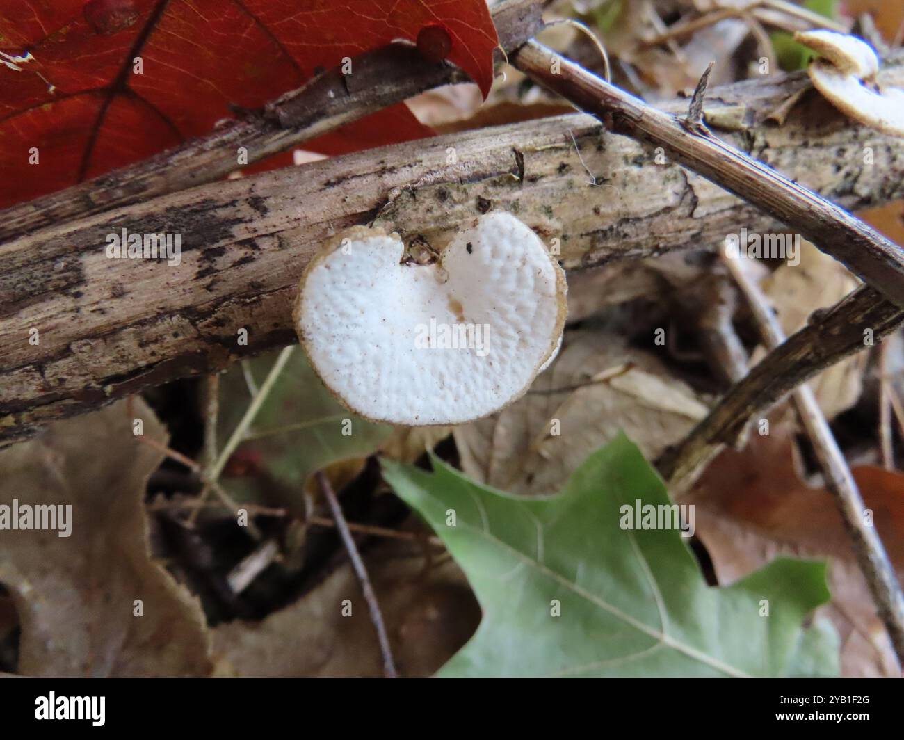 hexagonal-pored polypore (Neofavolus alveolaris) Fungi Stock Photo - Alamy