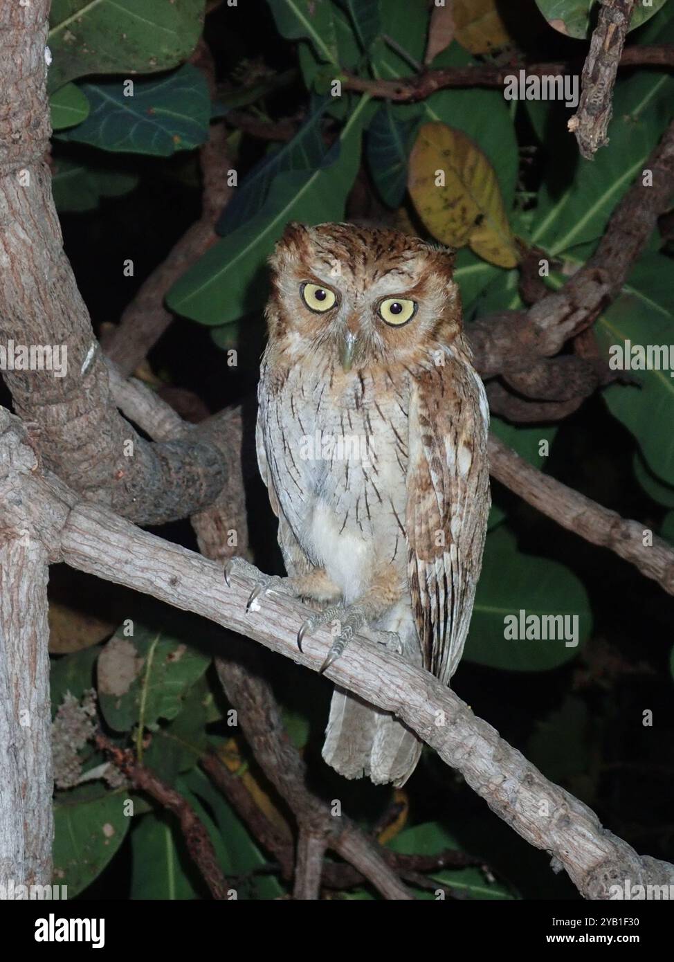 Tropical Screech-Owl (Megascops choliba) Aves Stock Photo - Alamy