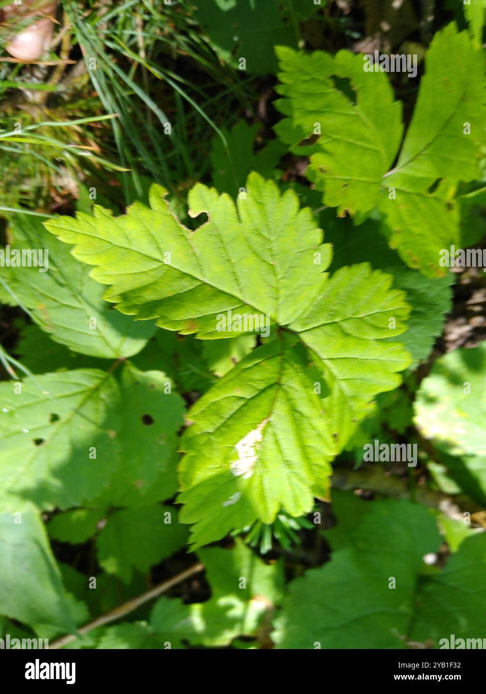 dwarf raspberry (Rubus pubescens) Plantae Stock Photo - Alamy