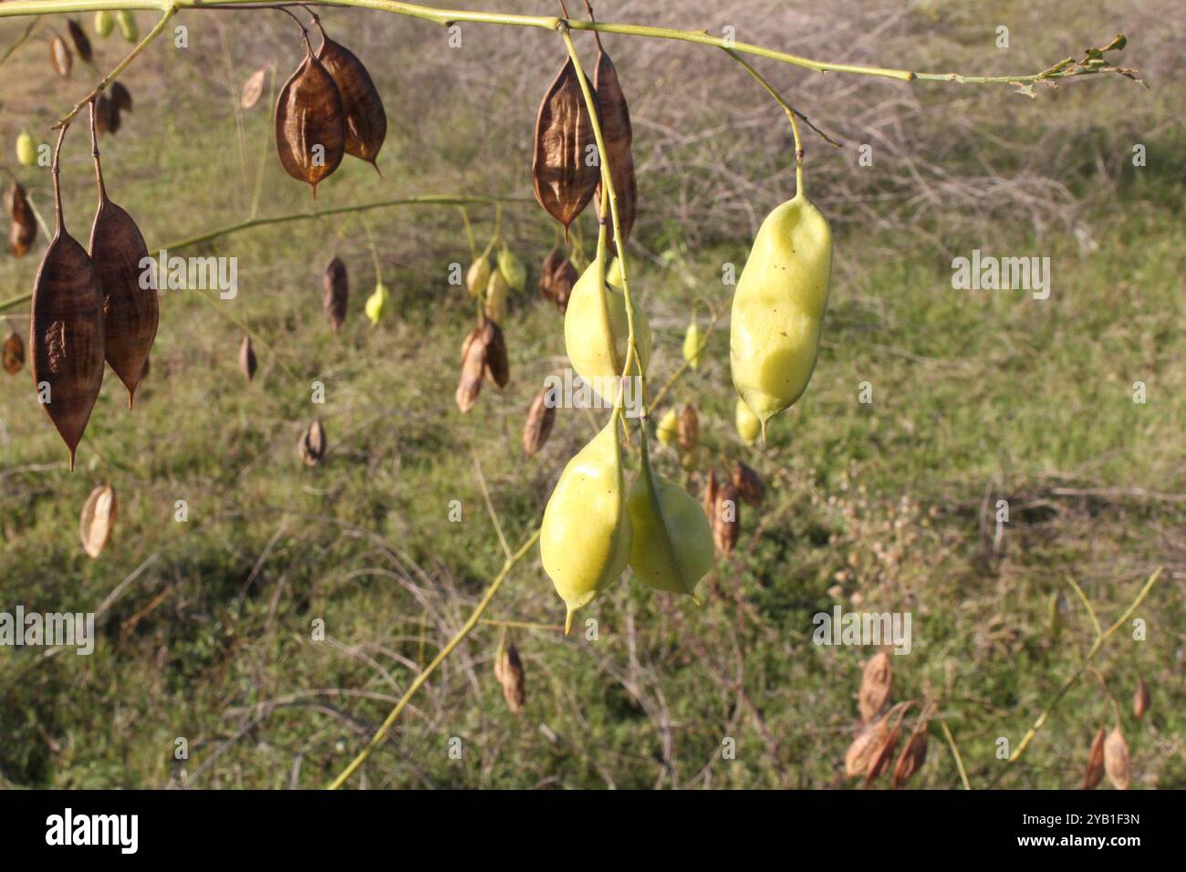 Bladder Pod (Sesbania vesicaria) Plantae Stock Photo - Alamy
