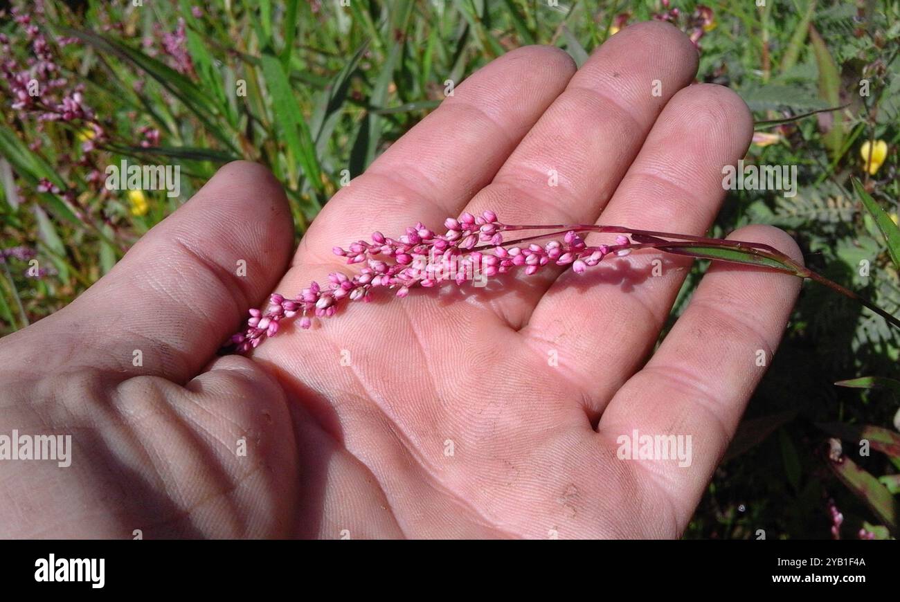 slender knotweed (Persicaria decipiens) Plantae Stock Photo - Alamy
