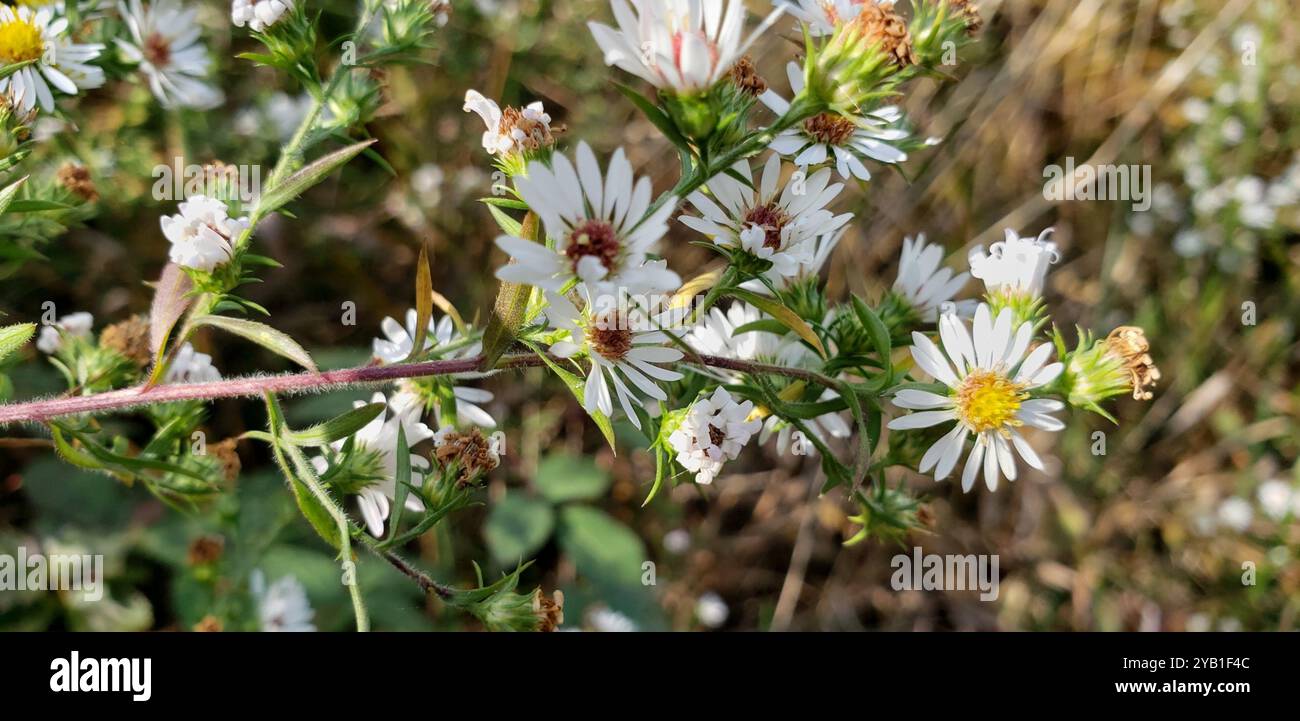 hairy white oldfield aster (Symphyotrichum pilosum) Plantae Stock Photo ...