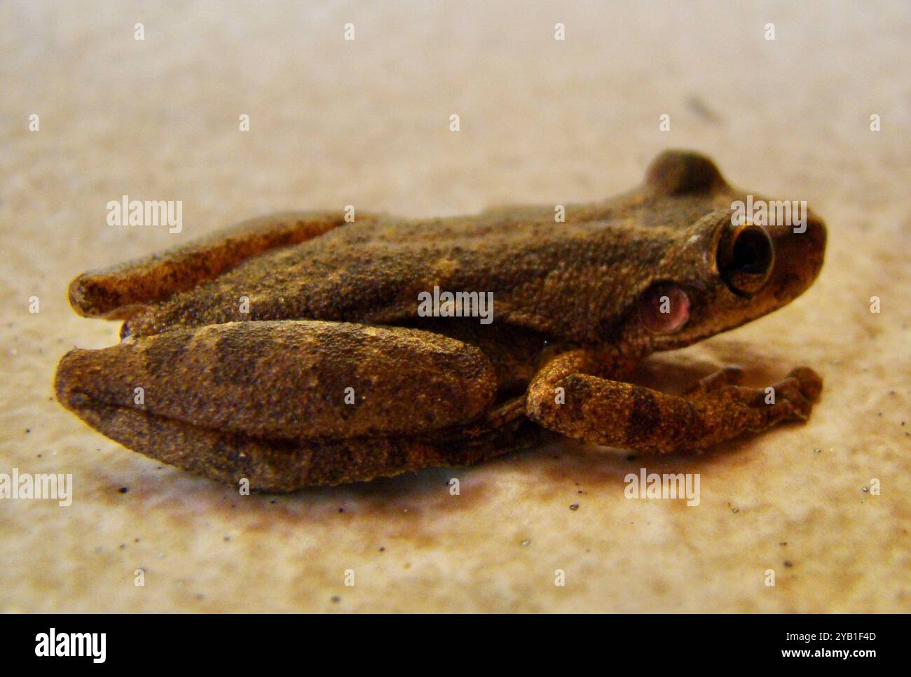 Venezuela Snouted Tree Frog (Scinax x-signatus) Amphibia Stock Photo ...