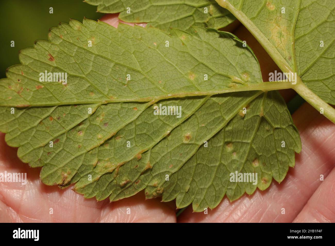 Macrosporus hi-res stock photography and images - Alamy