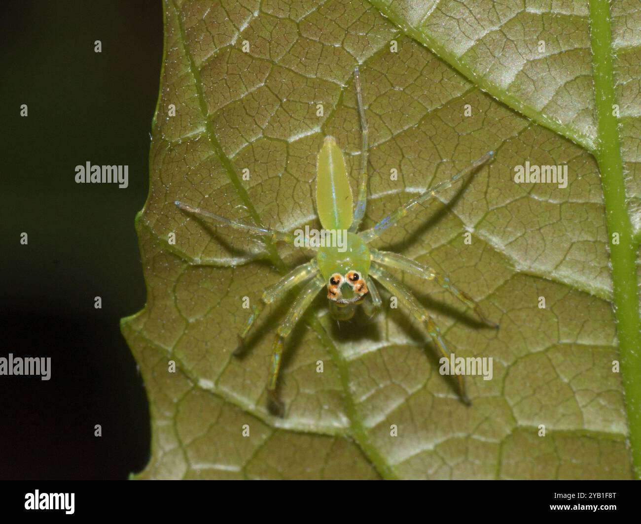 Translucent Green Jumping Spiders (Lyssomanes) Arachnida Stock Photo ...