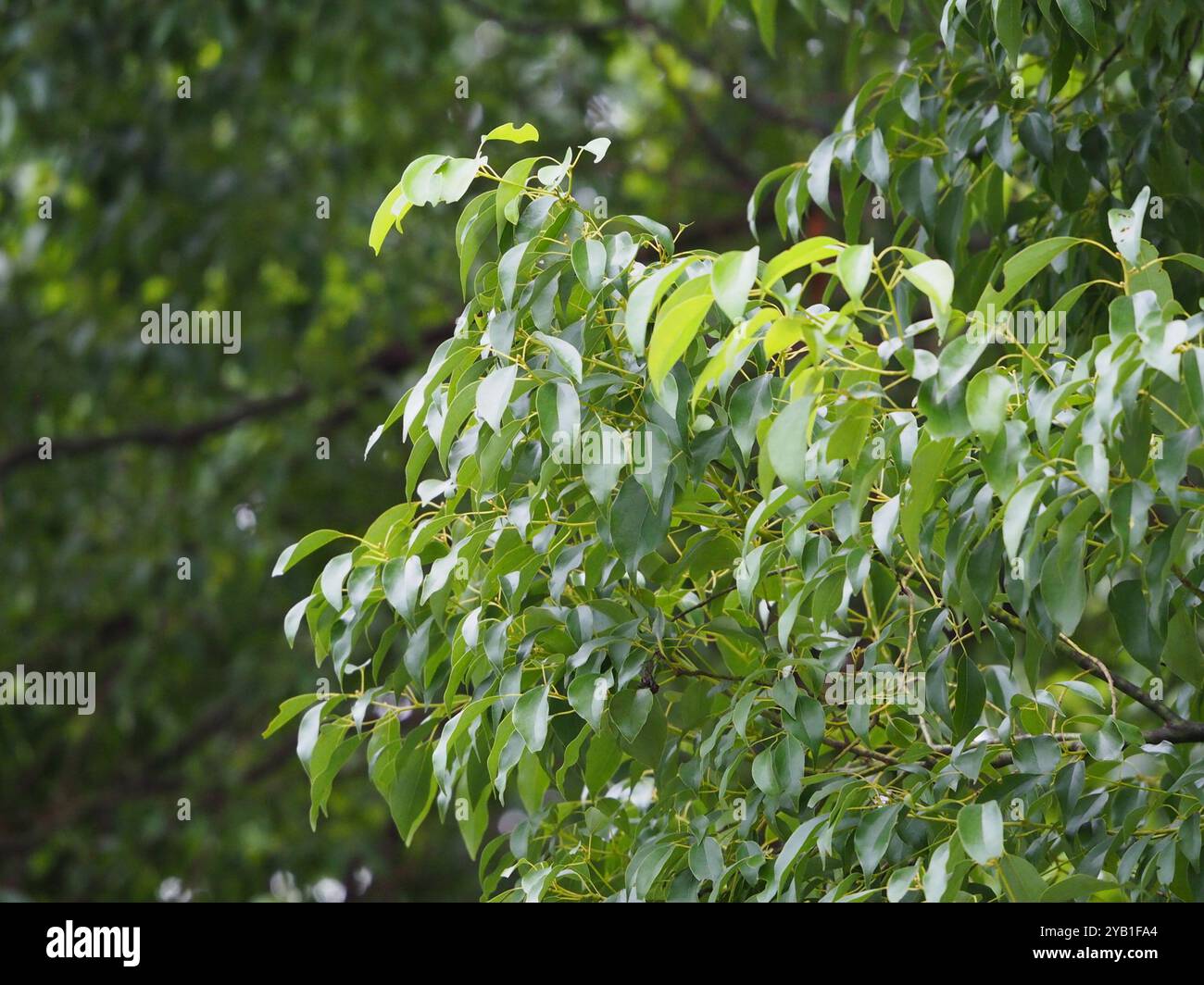 Camphor Tree (Cinnamomum camphora) Plantae Stock Photo - Alamy