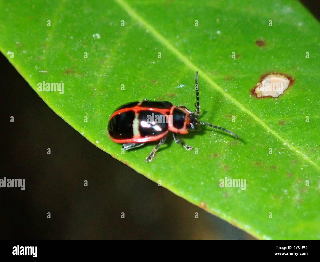 (Asphaera clerica) Insecta Stock Photo - Alamy