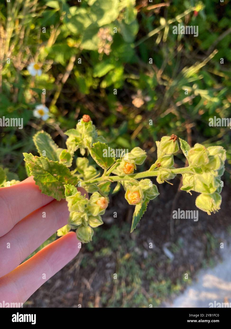 flannel weed (Sida cordifolia) Plantae Stock Photo - Alamy