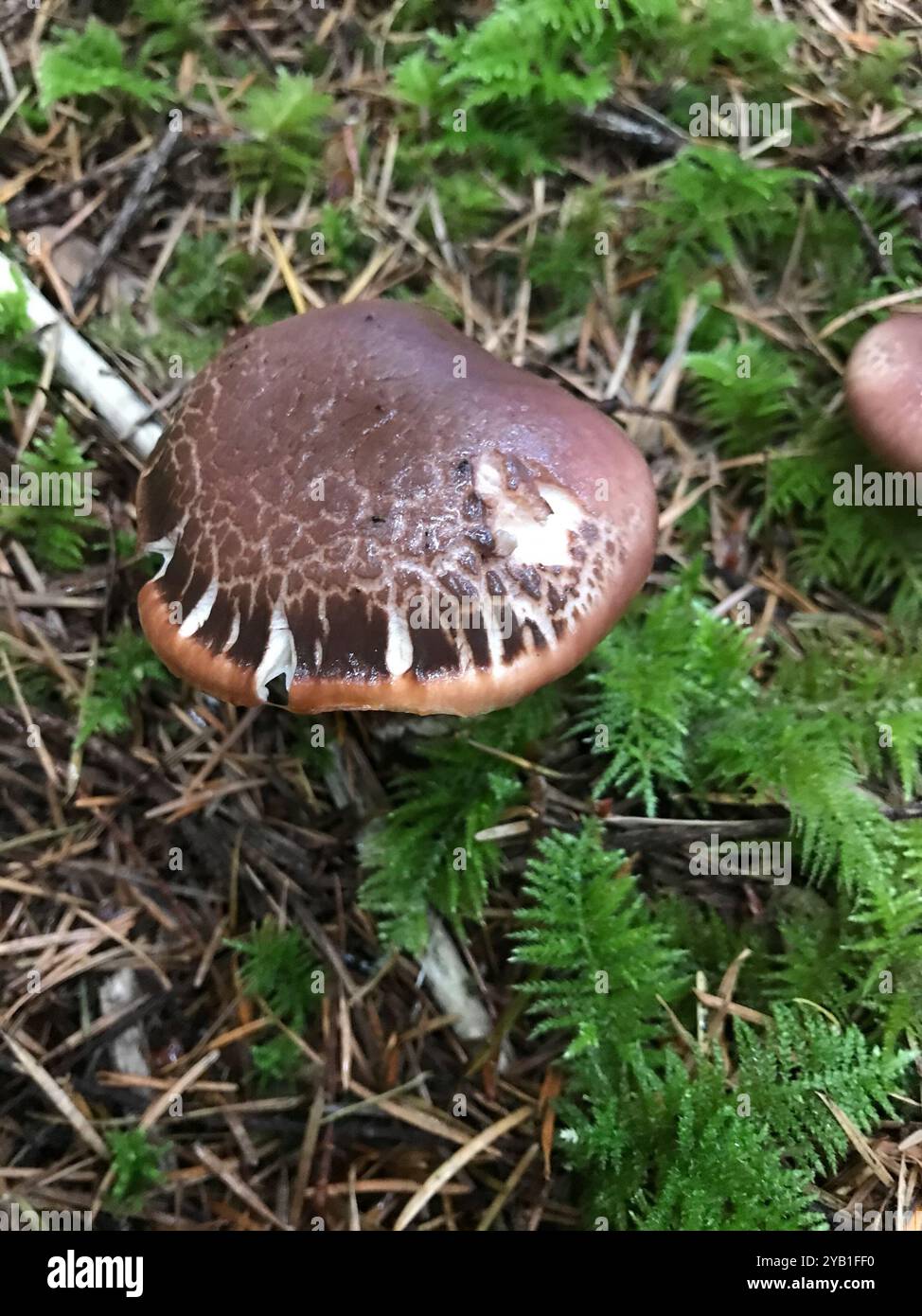 Spikes (Gomphidius) Fungi Stock Photo - Alamy
