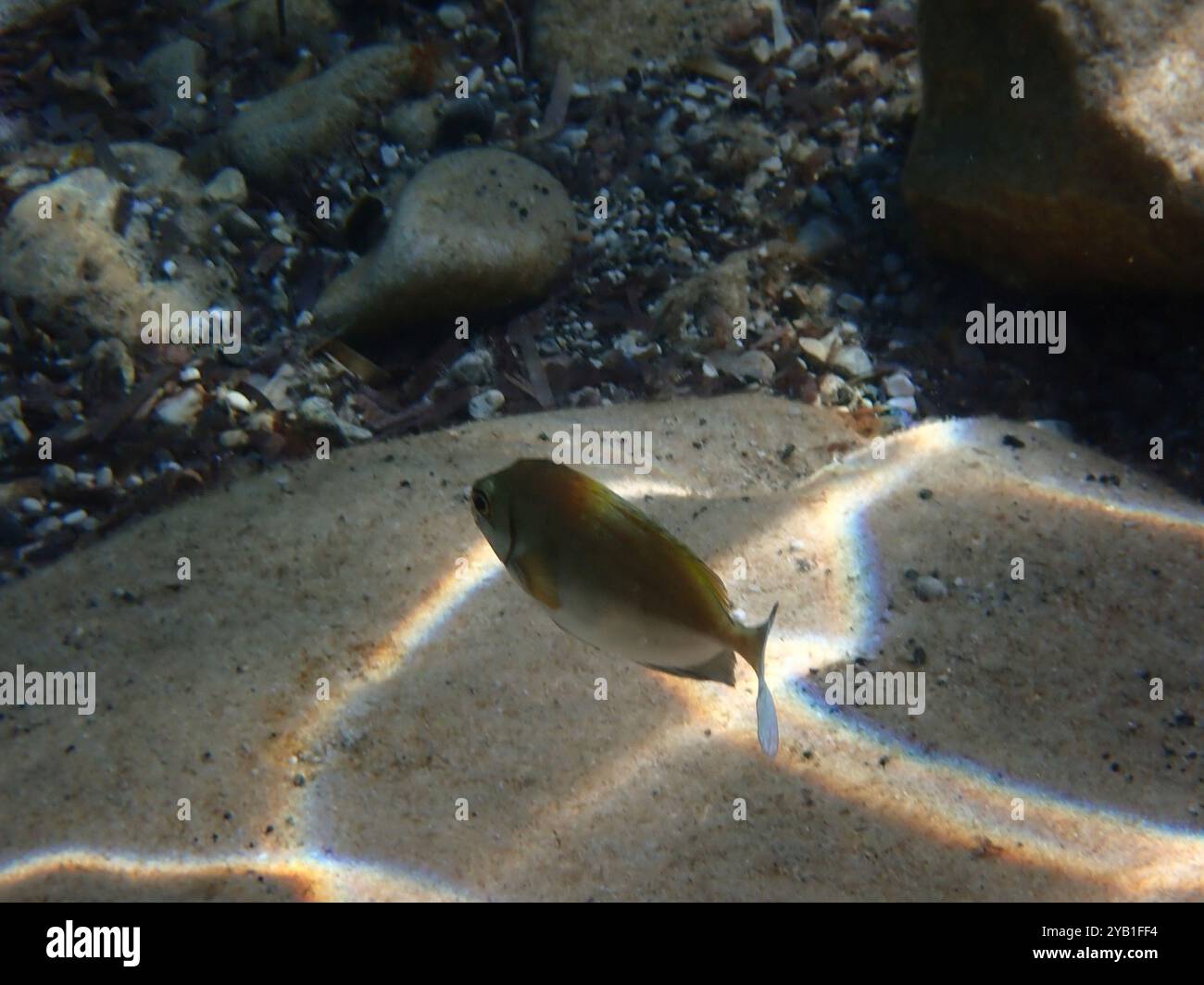Dusky Spinefoot (Siganus luridus) Actinopterygii Stock Photo - Alamy