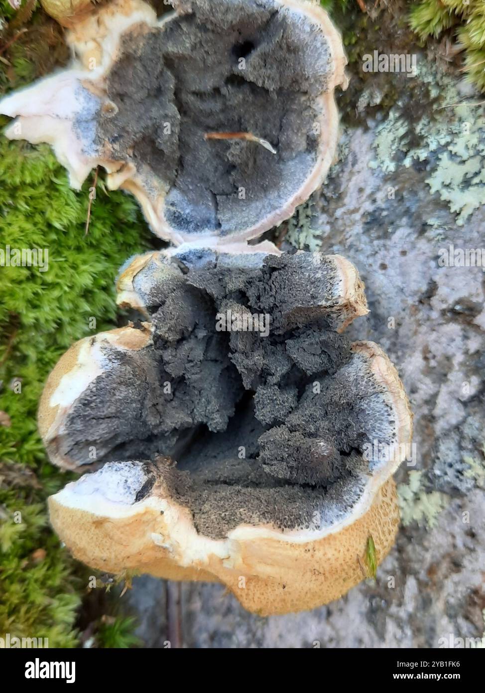 common earthball (Scleroderma citrinum) Fungi Stock Photo - Alamy