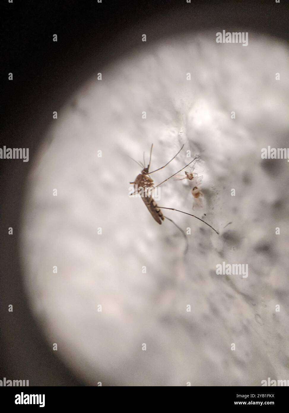 Inland Floodwater Mosquito (Aedes vexans) Insecta Stock Photo - Alamy