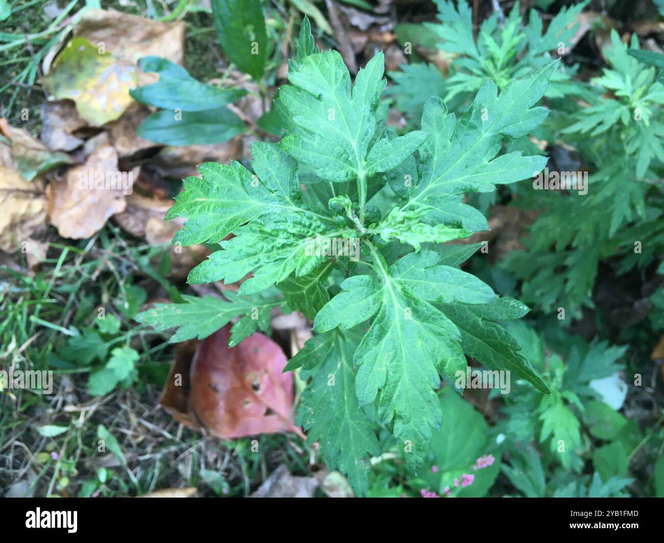 common mugwort (Artemisia vulgaris) Plantae Stock Photo - Alamy