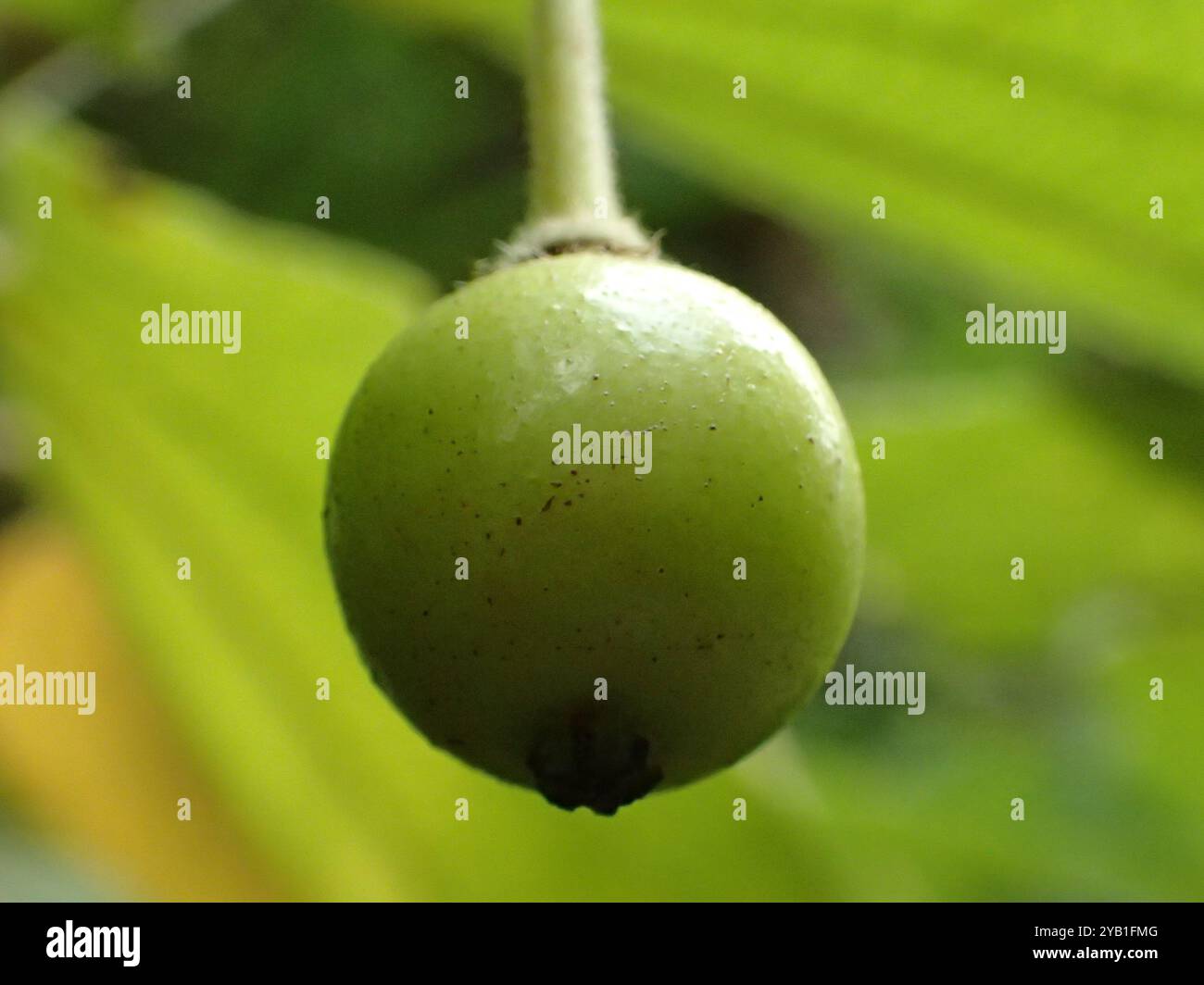 calabur tree (Muntingia calabura) Plantae Stock Photo - Alamy