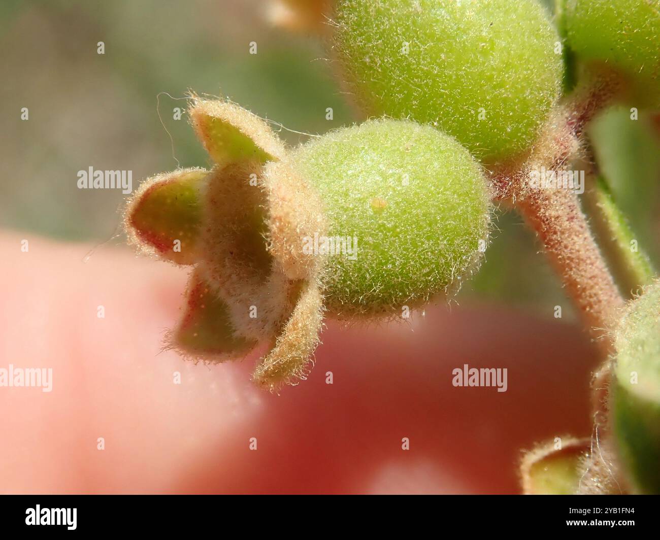 myrtle family (Myrtaceae) Plantae Stock Photo - Alamy