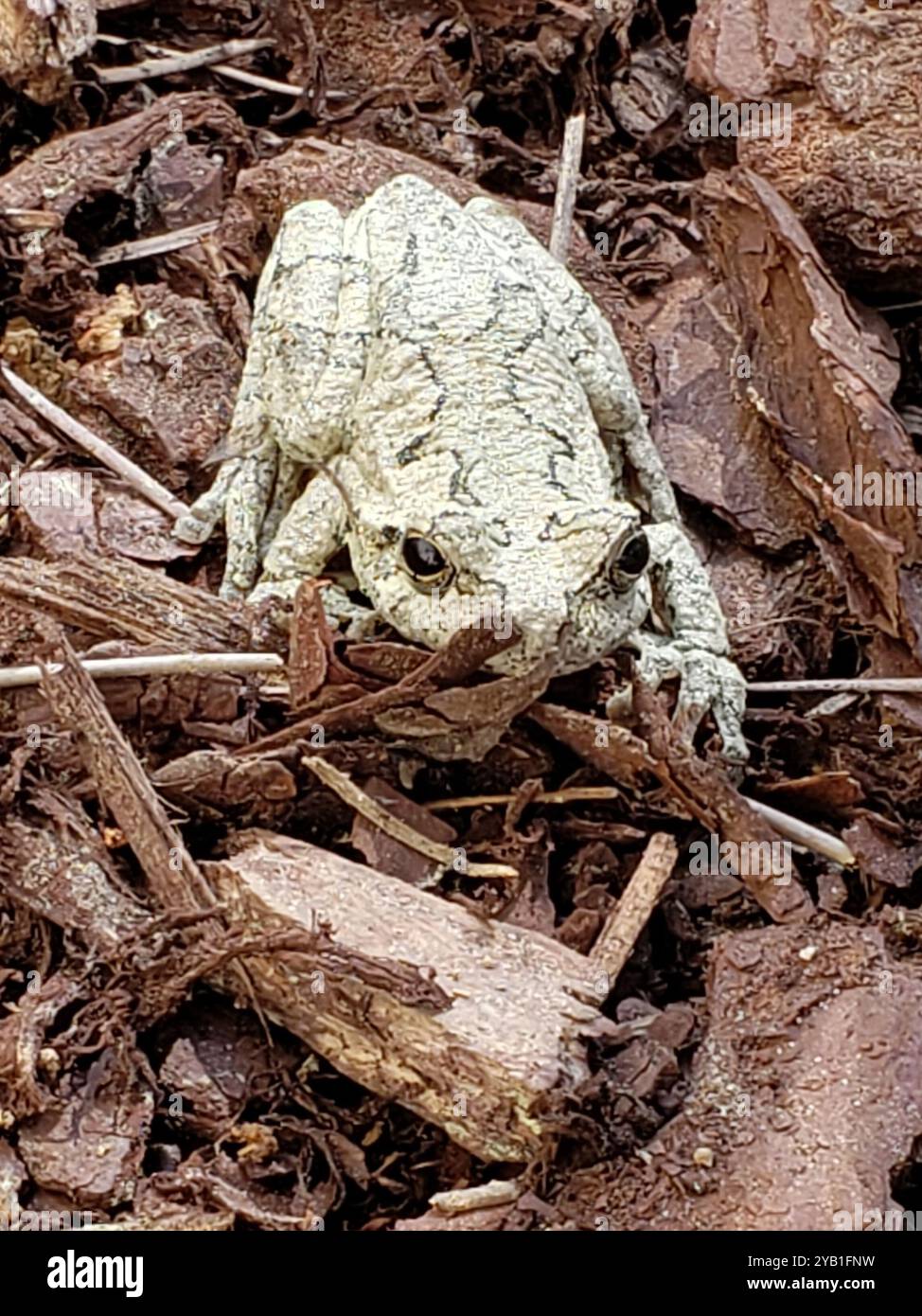 Cope's Gray Treefrog (Hyla chrysoscelis) Amphibia Stock Photo - Alamy