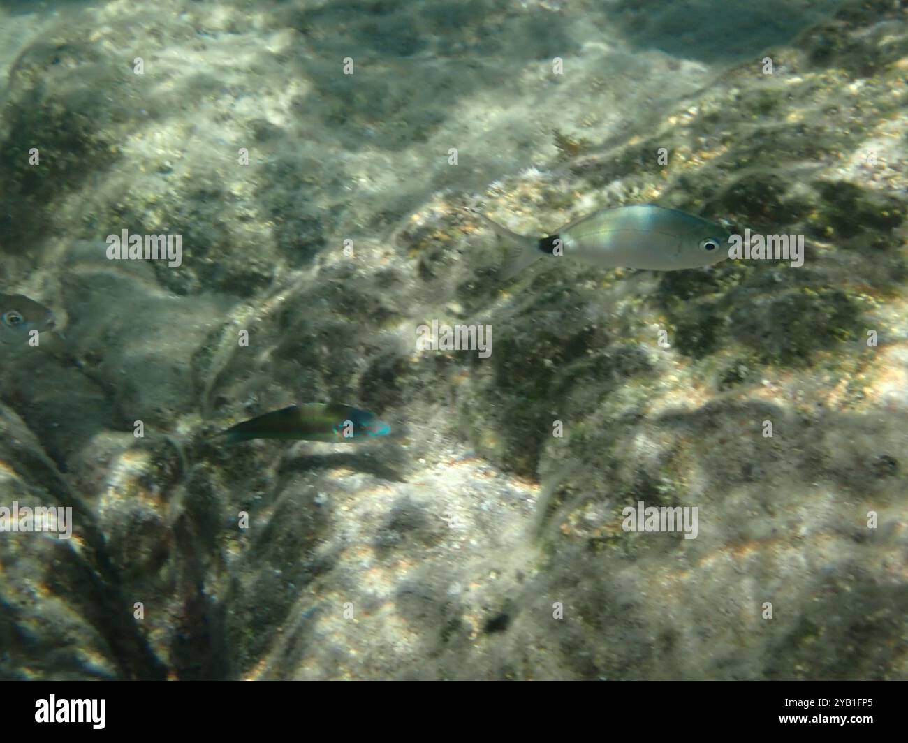 Saddled Seabream (Oblada melanurus) Actinopterygii Stock Photo - Alamy