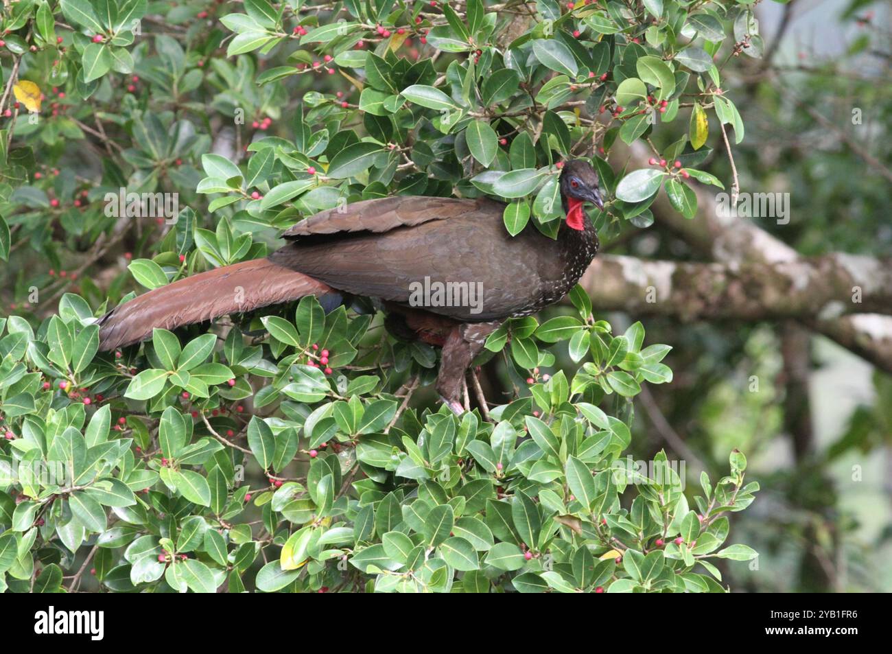 Crested Guan (Penelope purpurascens) Aves Stock Photo - Alamy