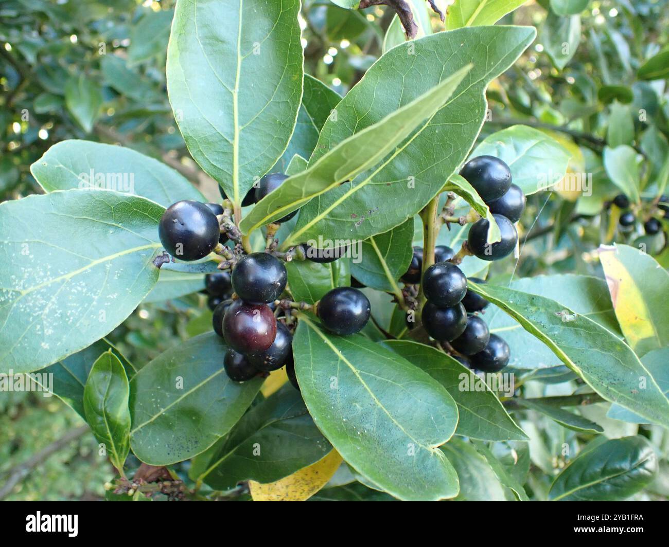 flowering plants (Angiospermae) Plantae Stock Photo - Alamy