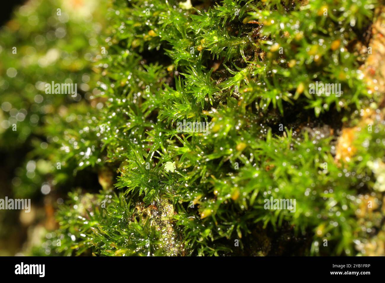 Wood Bristle-moss (Lewinskya affinis) Plantae Stock Photo - Alamy