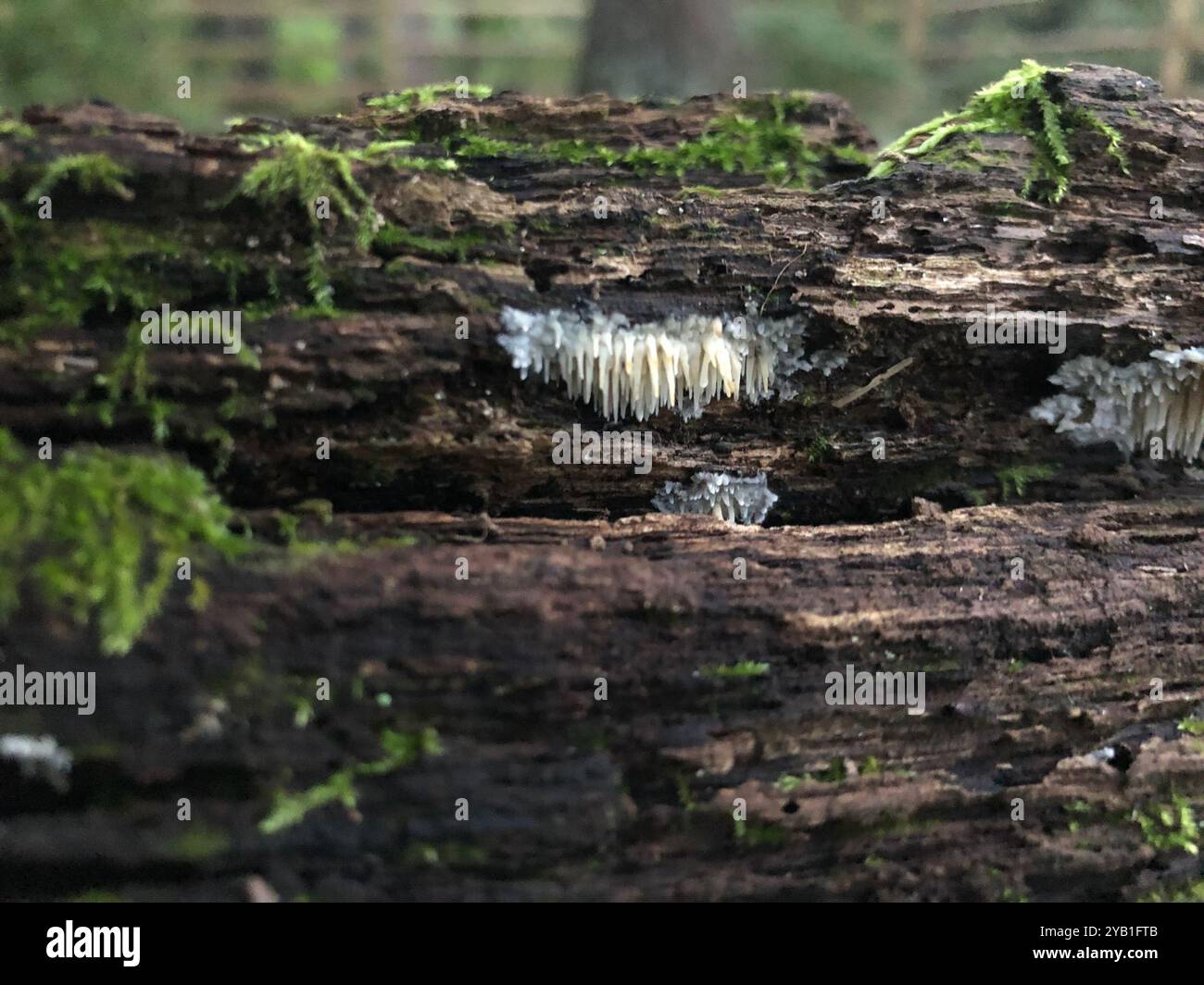 Asian Beauty (Radulomyces copelandii) Fungi Stock Photo - Alamy