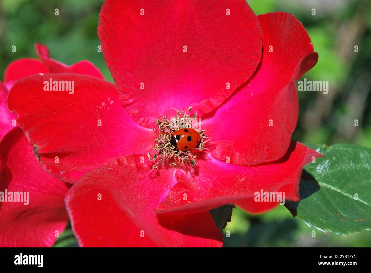 Ladybug on rose in hi-res stock photography and images - Alamy