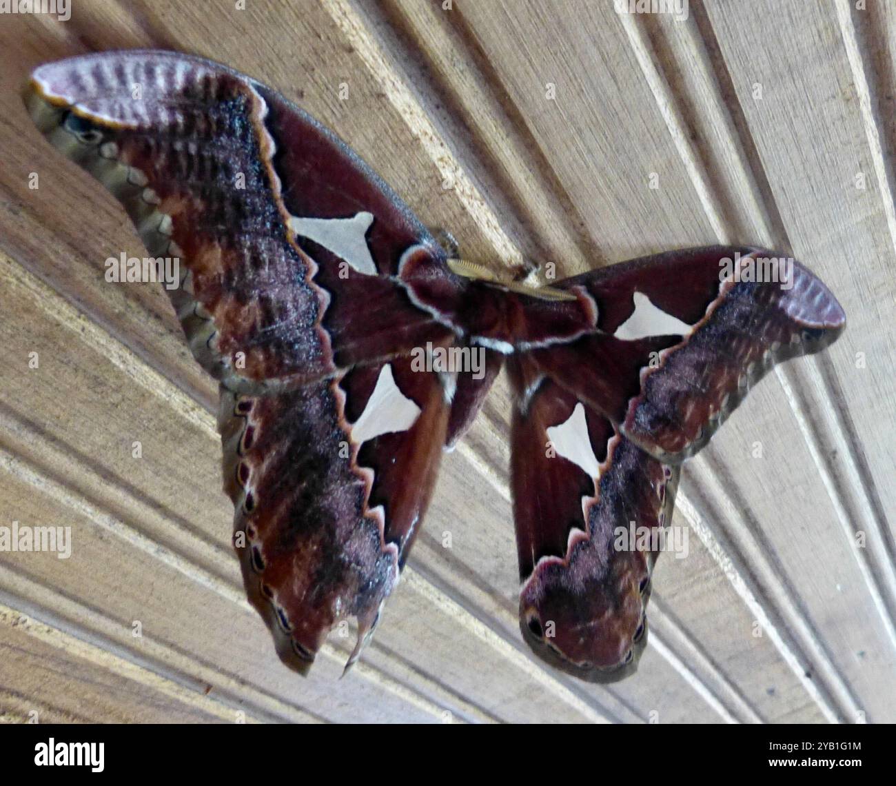 Orizaba silkmoth (Rothschildia orizaba) Insecta Stock Photo - Alamy