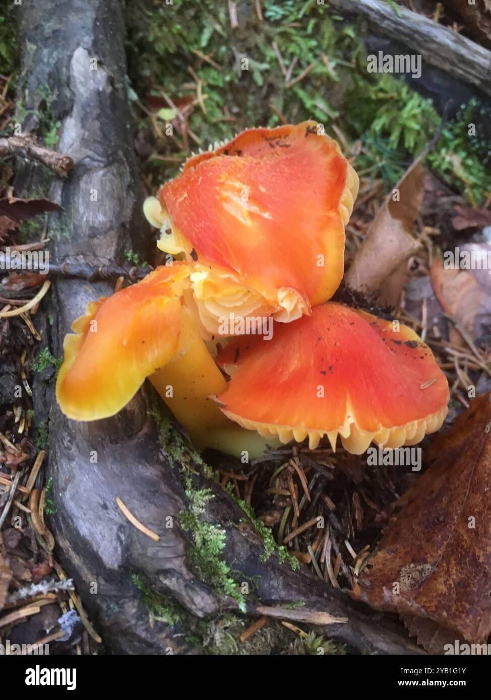 Scarlet Waxy Cap (Hygrocybe coccinea) Fungi Stock Photo - Alamy