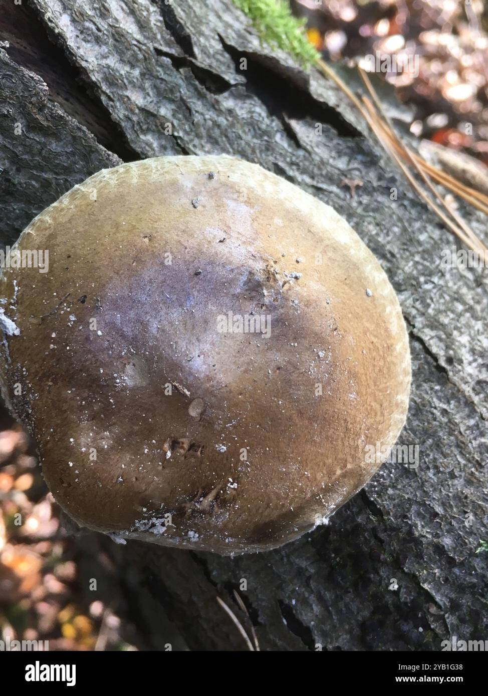 Brown Roll-Rim (Paxillus involutus) Fungi Stock Photo - Alamy