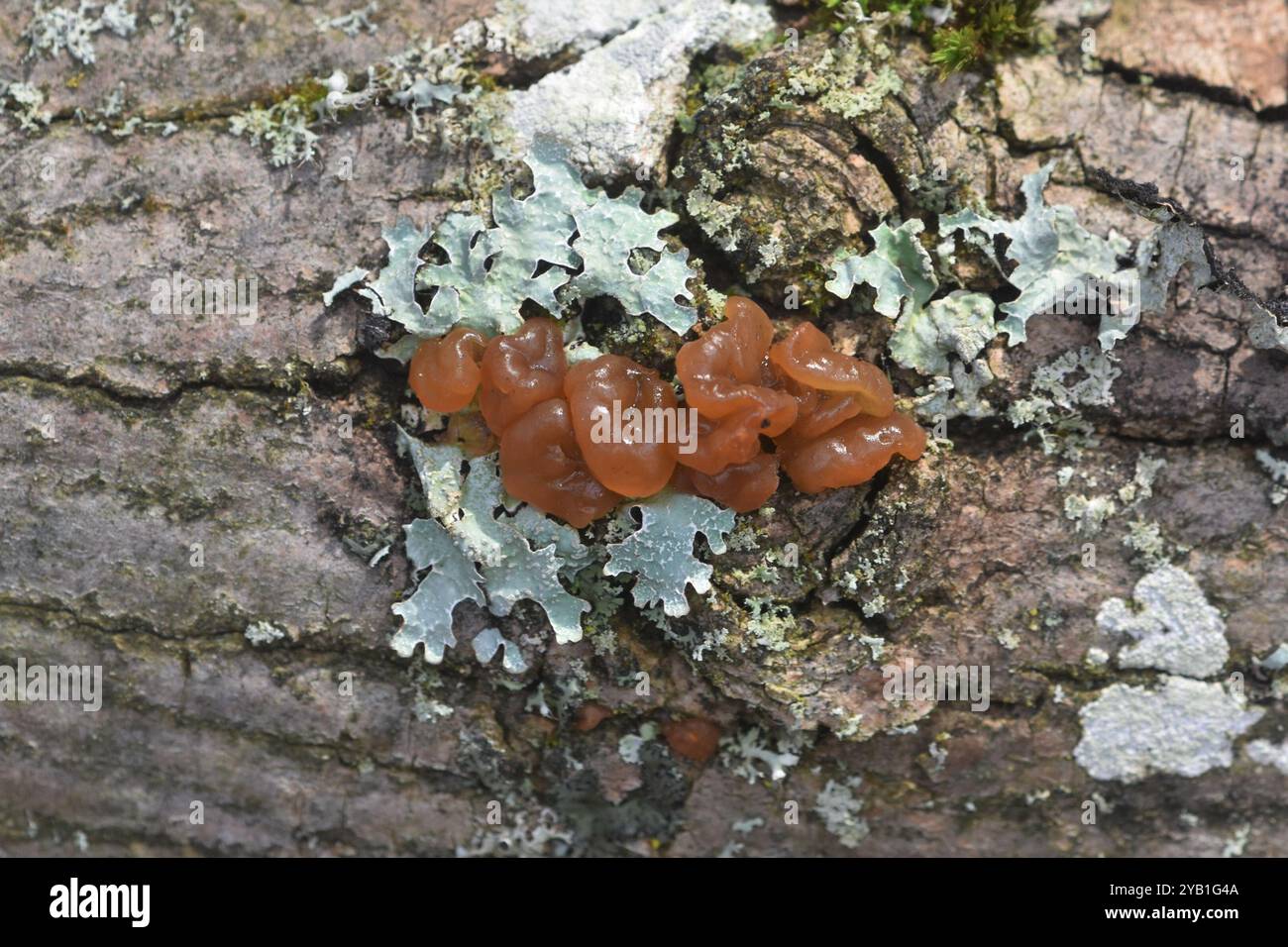 Crystal Brain Fungus (Myxarium nucleatum) Fungi Stock Photo - Alamy