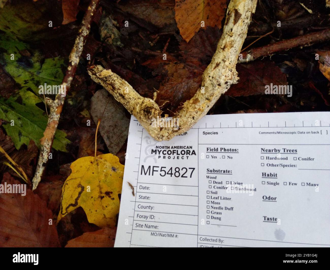 Bostonensis hi-res stock photography and images - Alamy