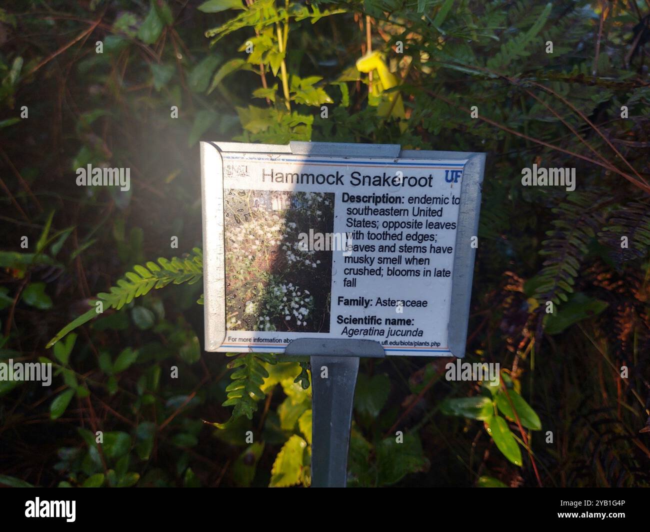 hammock snakeroot (Ageratina jucunda) Plantae Stock Photo - Alamy