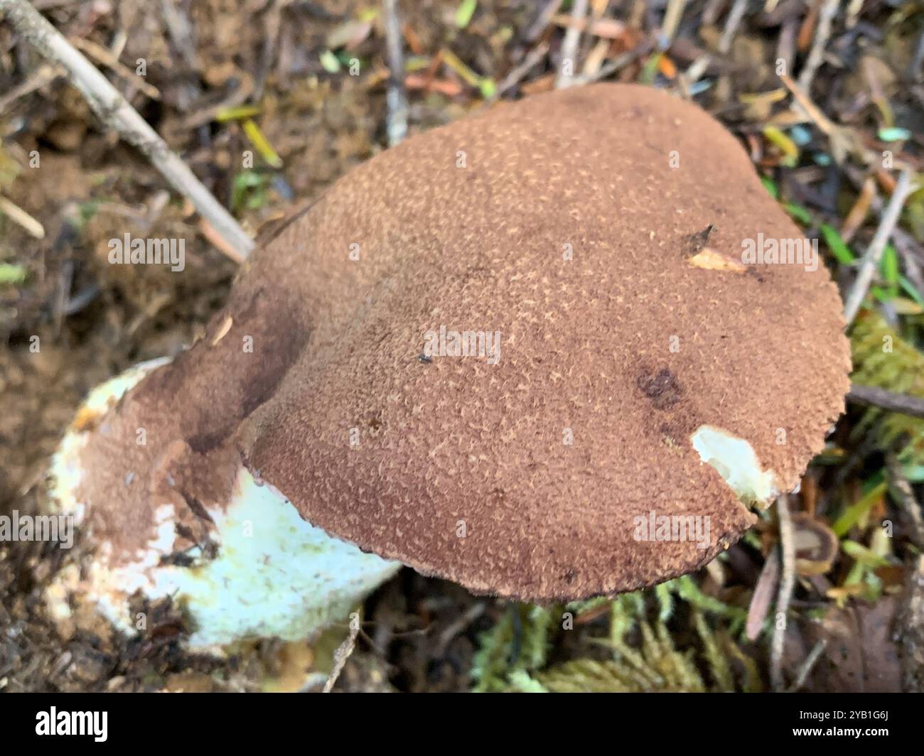 Goat's Foot Polypore (Scutiger pes-caprae) Fungi Stock Photo - Alamy