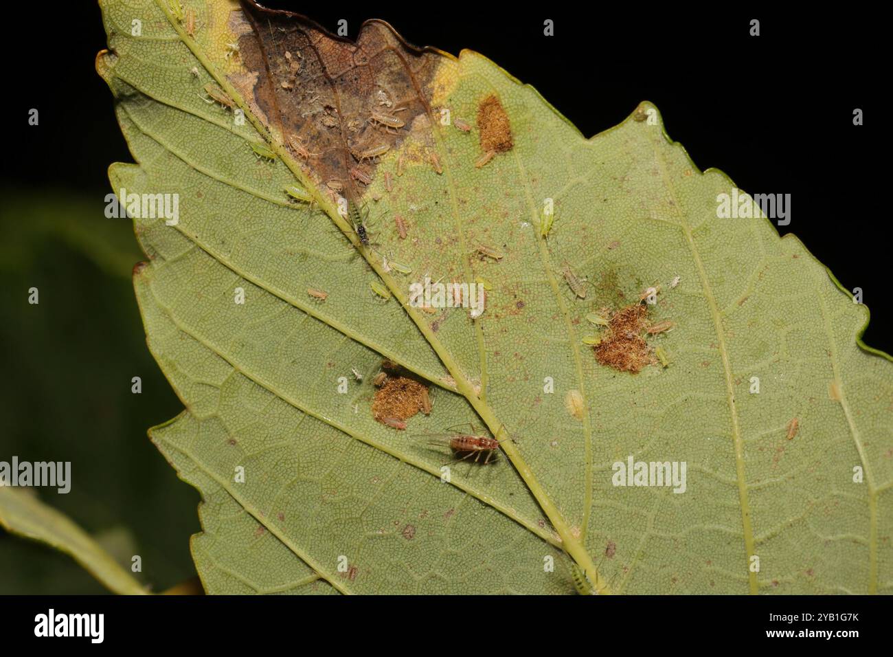 Sycamore Felt Gall Mite (Aceria pseudoplatani) Arachnida Stock Photo ...