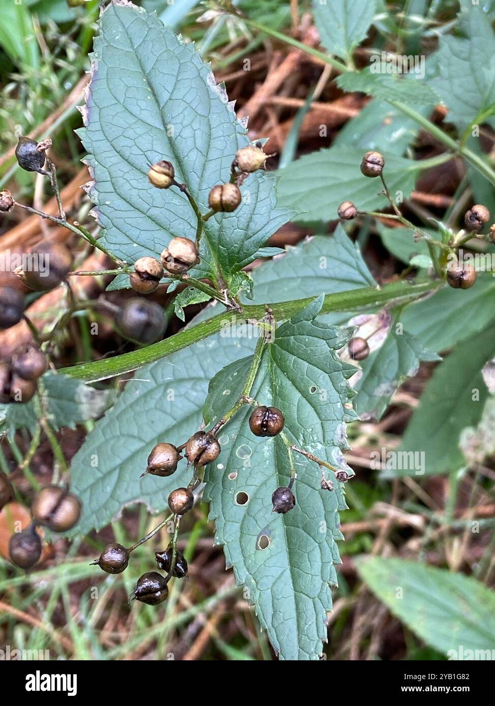 Common Figwort (Scrophularia nodosa) Plantae Stock Photo - Alamy