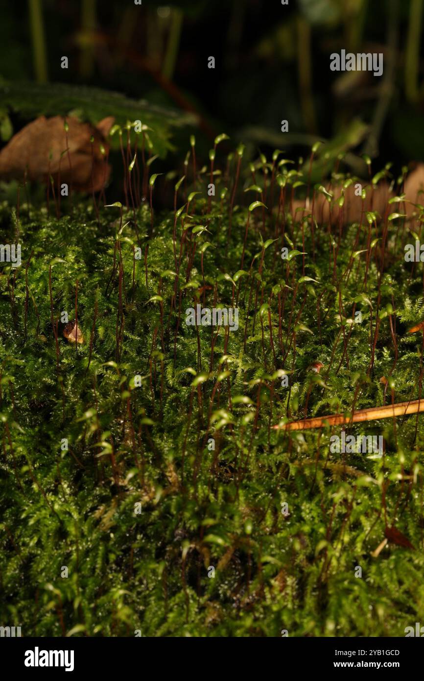 Rough-stalked Feather-moss (Brachythecium rutabulum) Plantae Stock ...